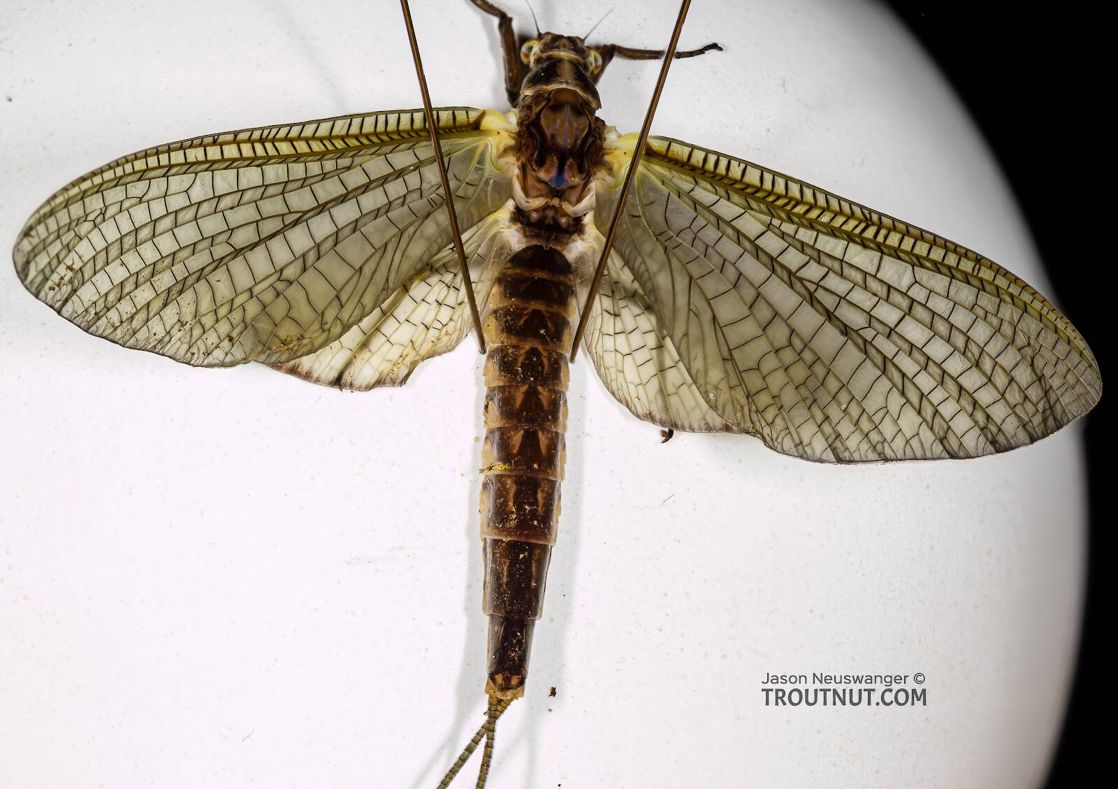 Female Hexagenia limbata (Hex) Mayfly Dun Pictures