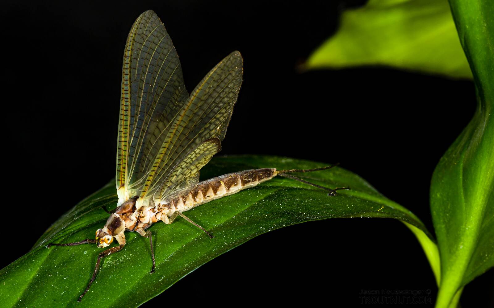 Female Hexagenia limbata (Hex) Mayfly Dun Pictures