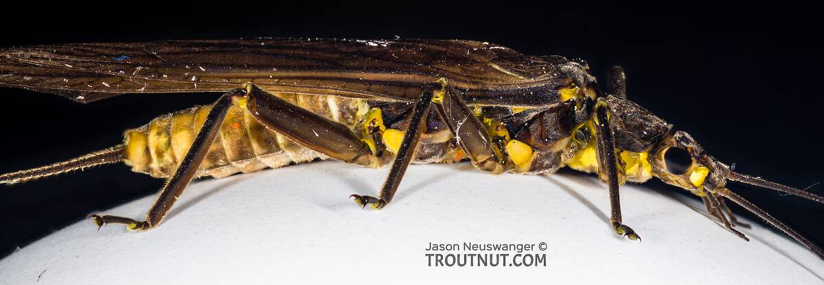 Female Paragnetina media (Embossed Stonefly) Stonefly Adult Pictures