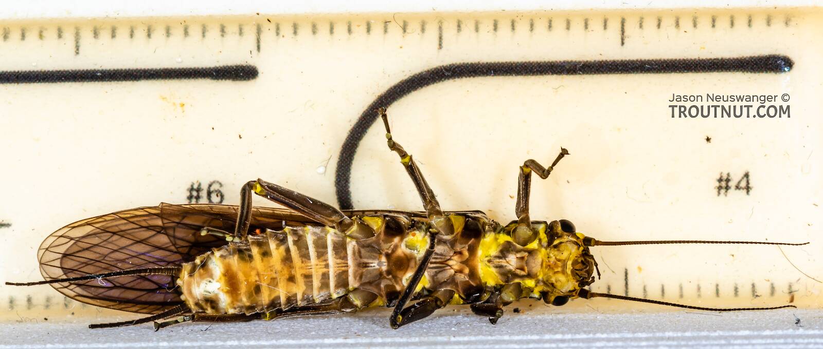 Female Paragnetina media (Embossed Stonefly) Stonefly Adult Pictures