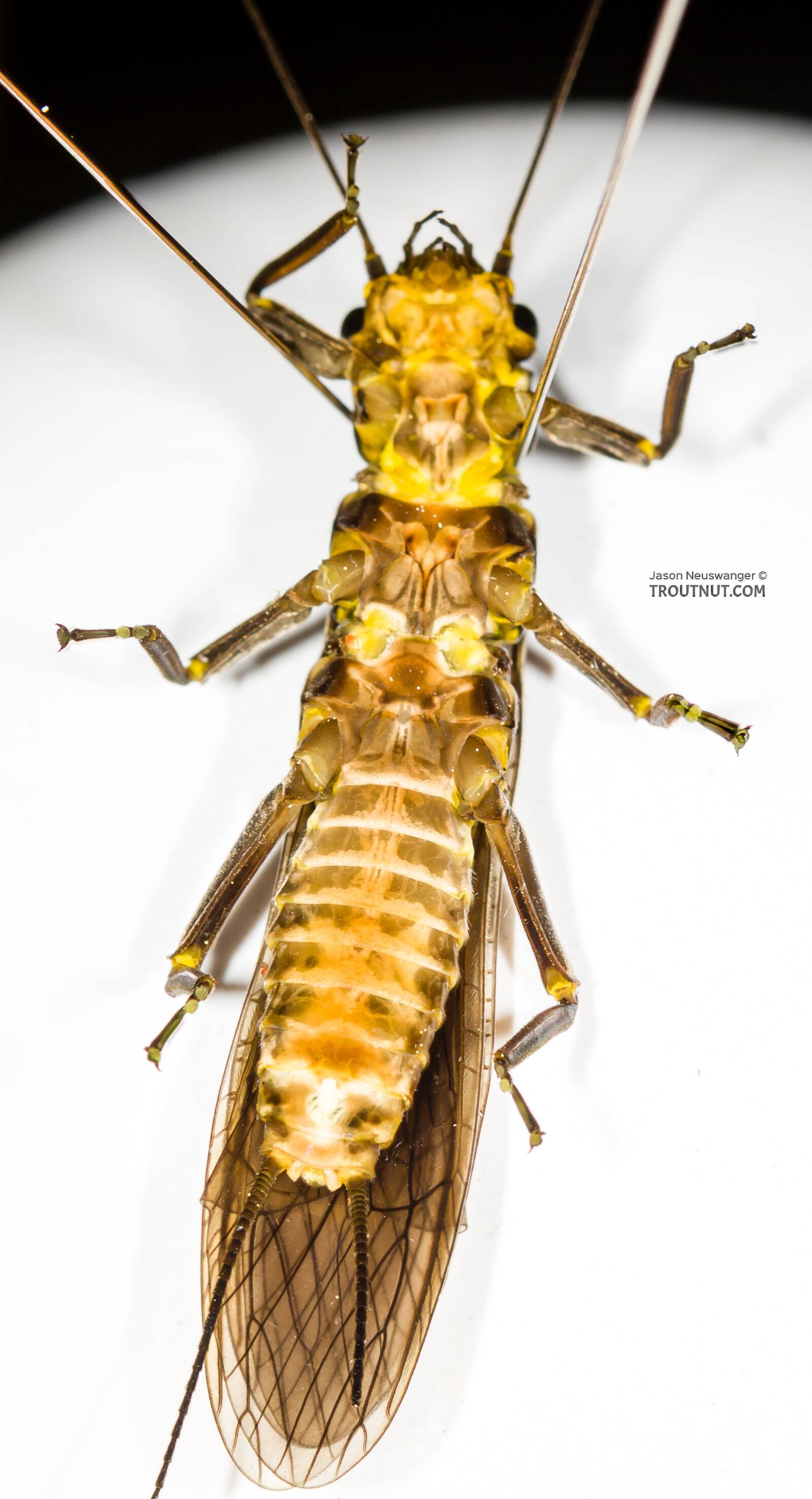 Female Paragnetina media (Embossed Stonefly) Stonefly Adult Pictures