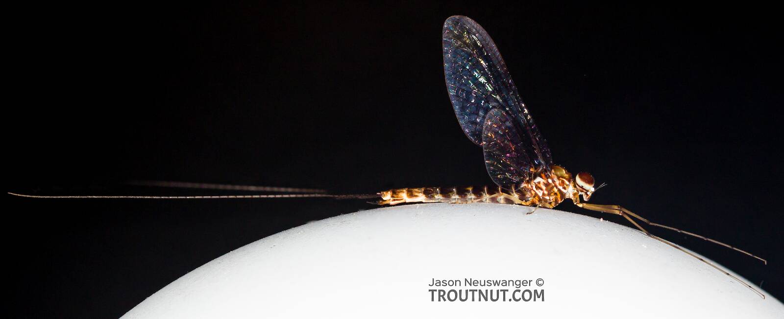 Male Siphlonurus (Gray Drake) Mayfly Spinner Pictures