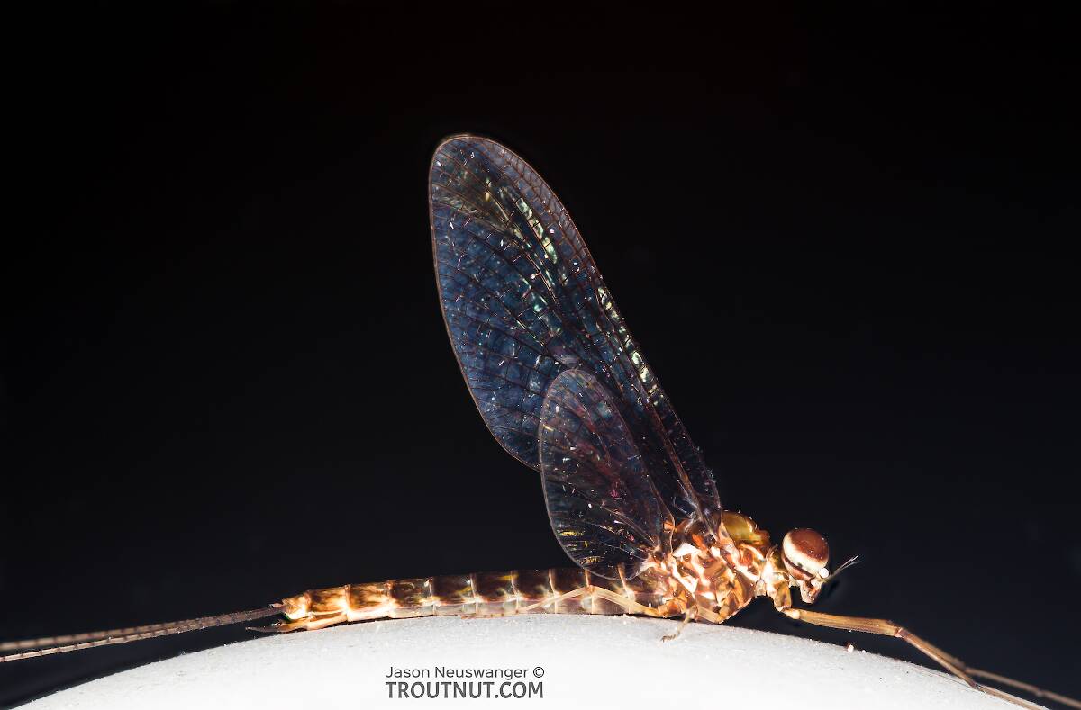 Mayfly Family Siphlonuridae (Gray Drakes)