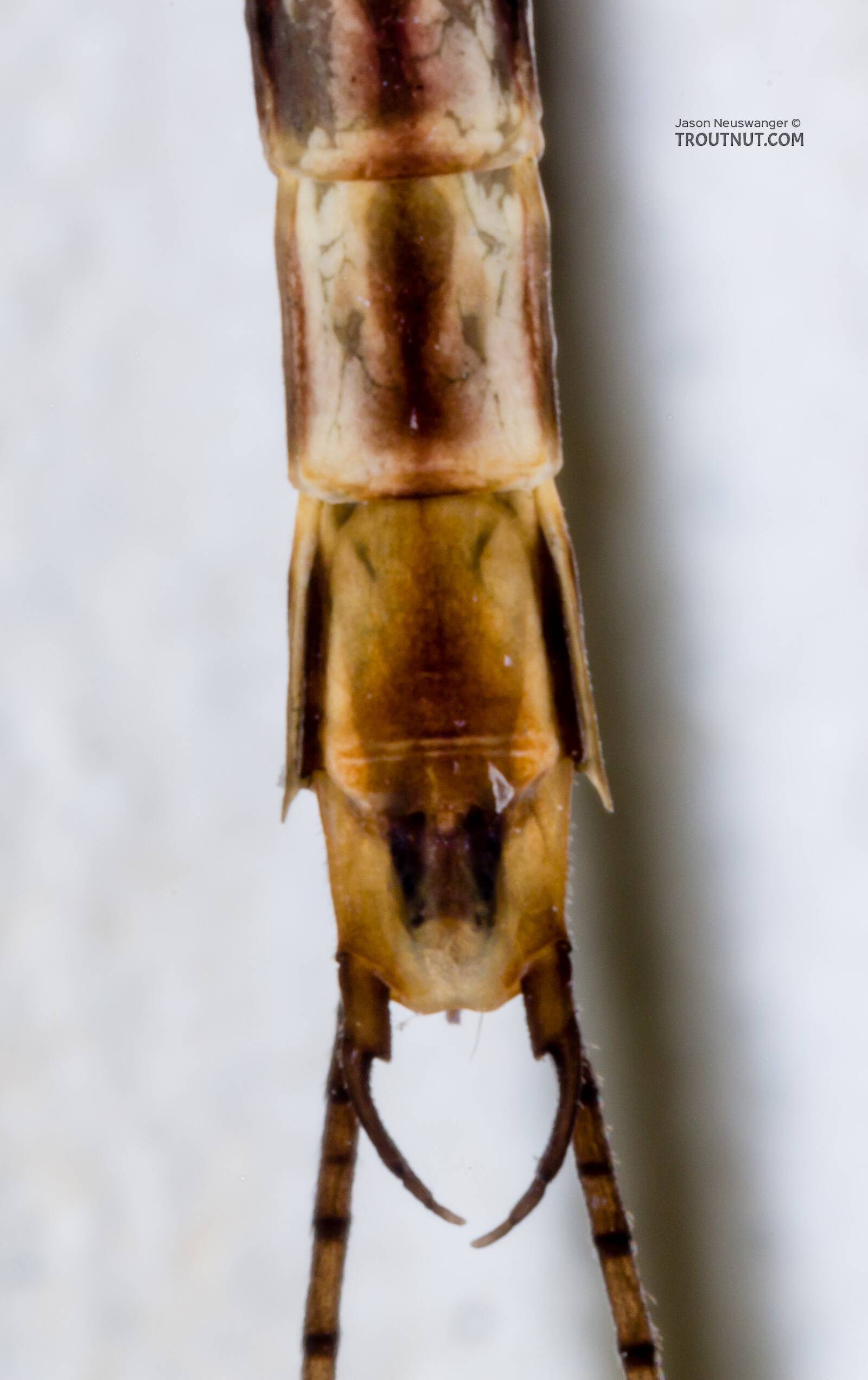 Male Siphlonurus (Gray Drake) Mayfly Spinner Pictures