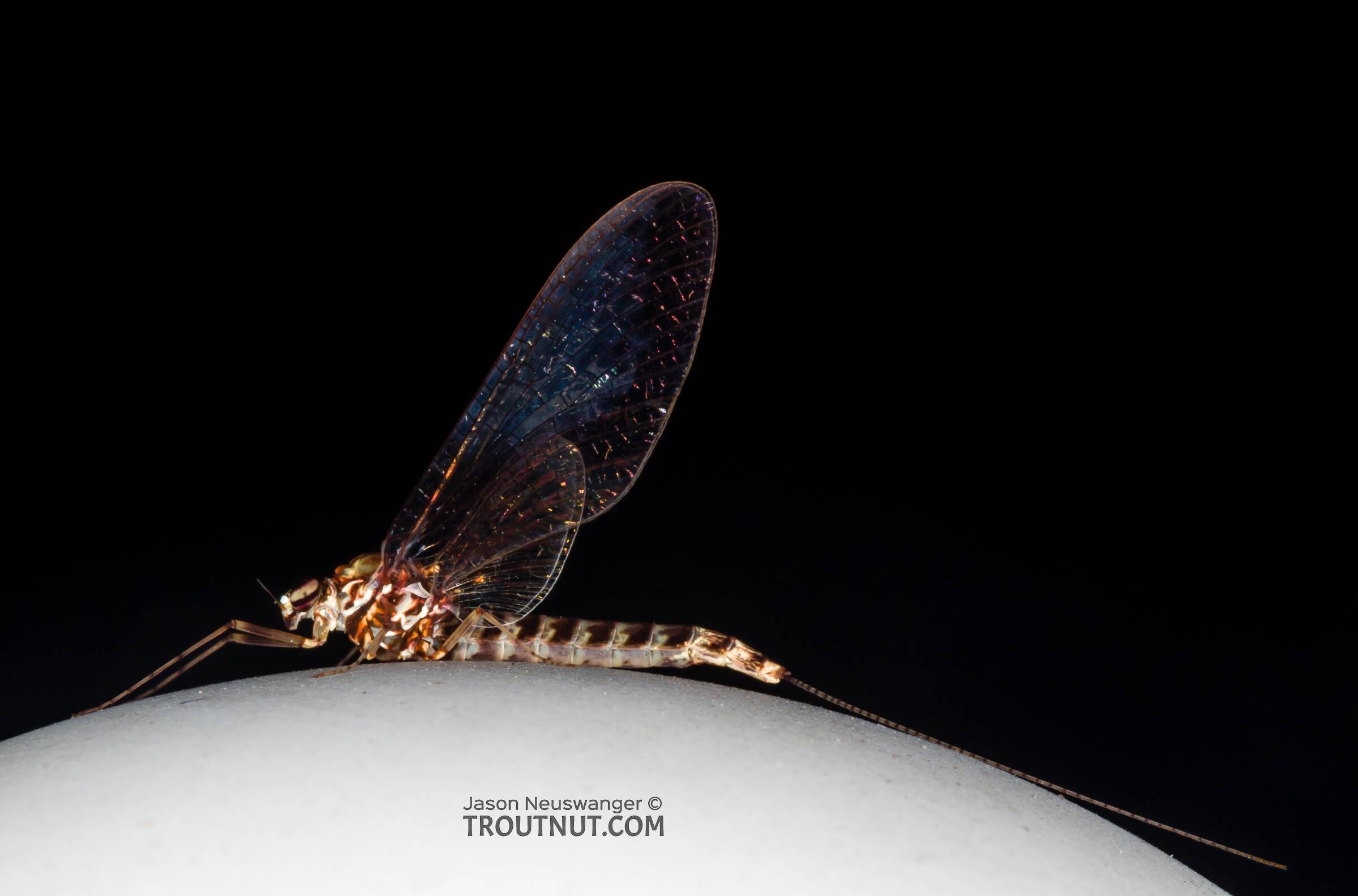 Mayfly Genus Siphlonurus (Gray Drakes)