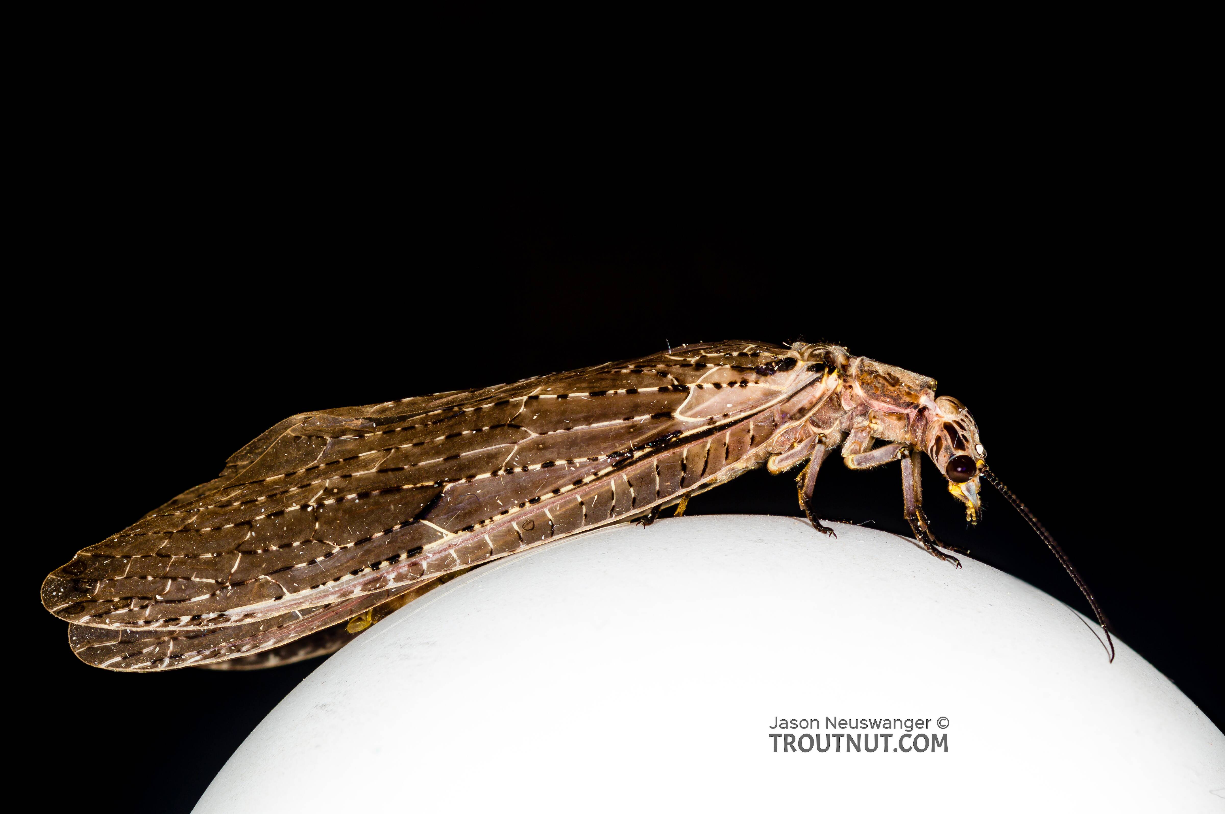 Insect Family Corydalidae (Hellgrammites)
