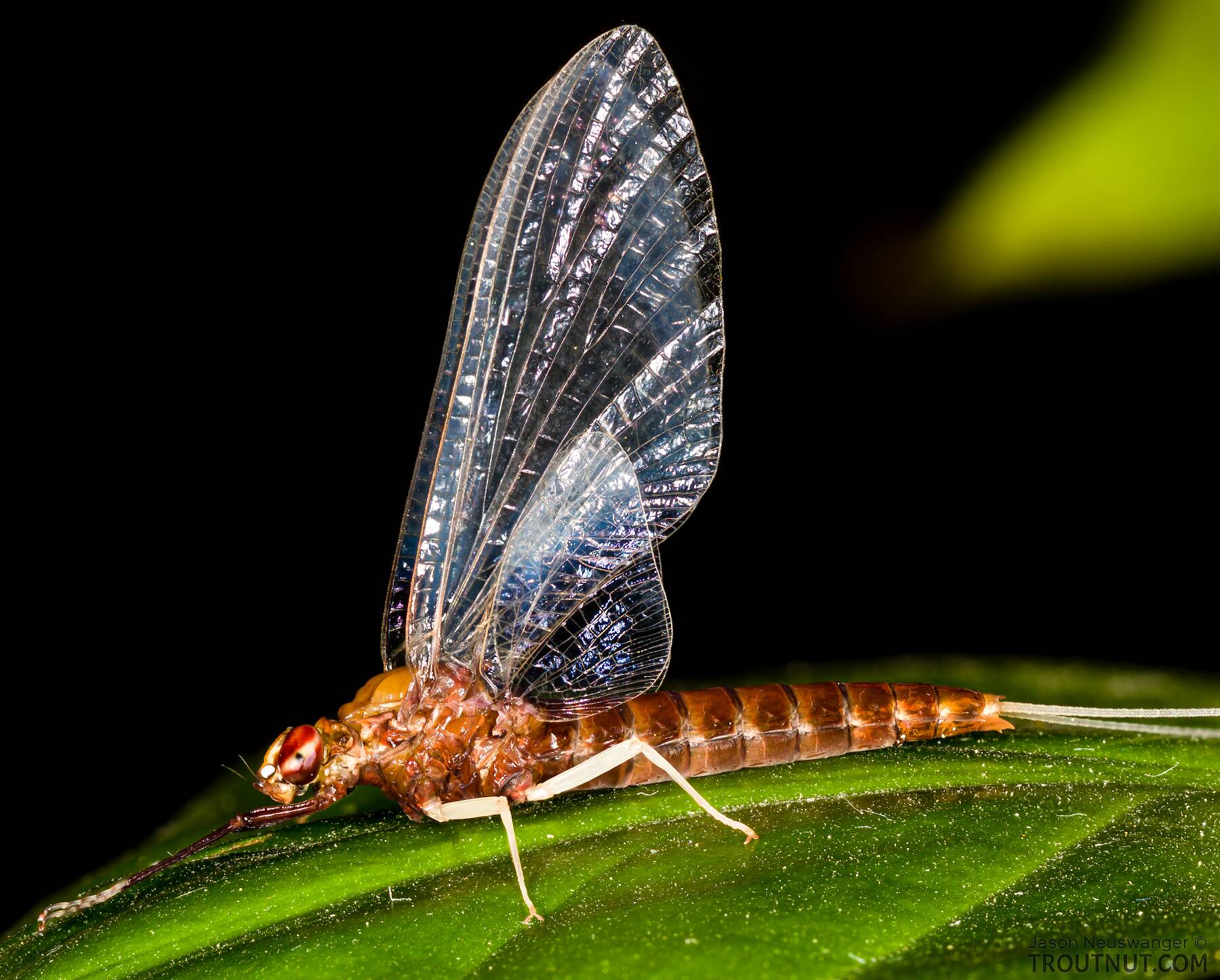 Mayfly Genus Isonychia (Slate Drakes)
