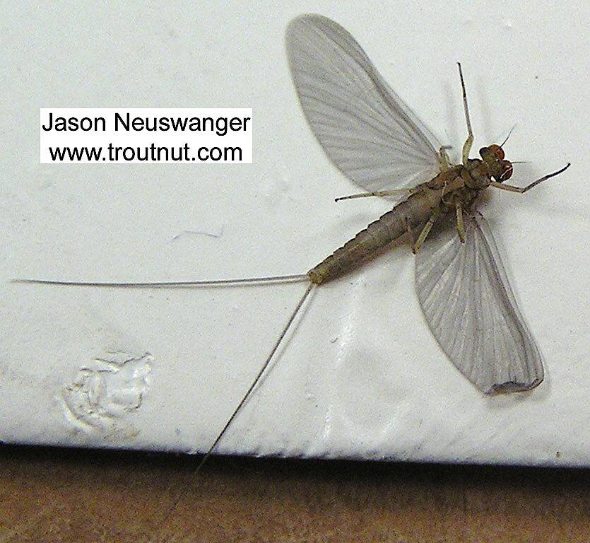 Male Baetidae (Blue-Winged Olive) Mayfly Dun Pictures