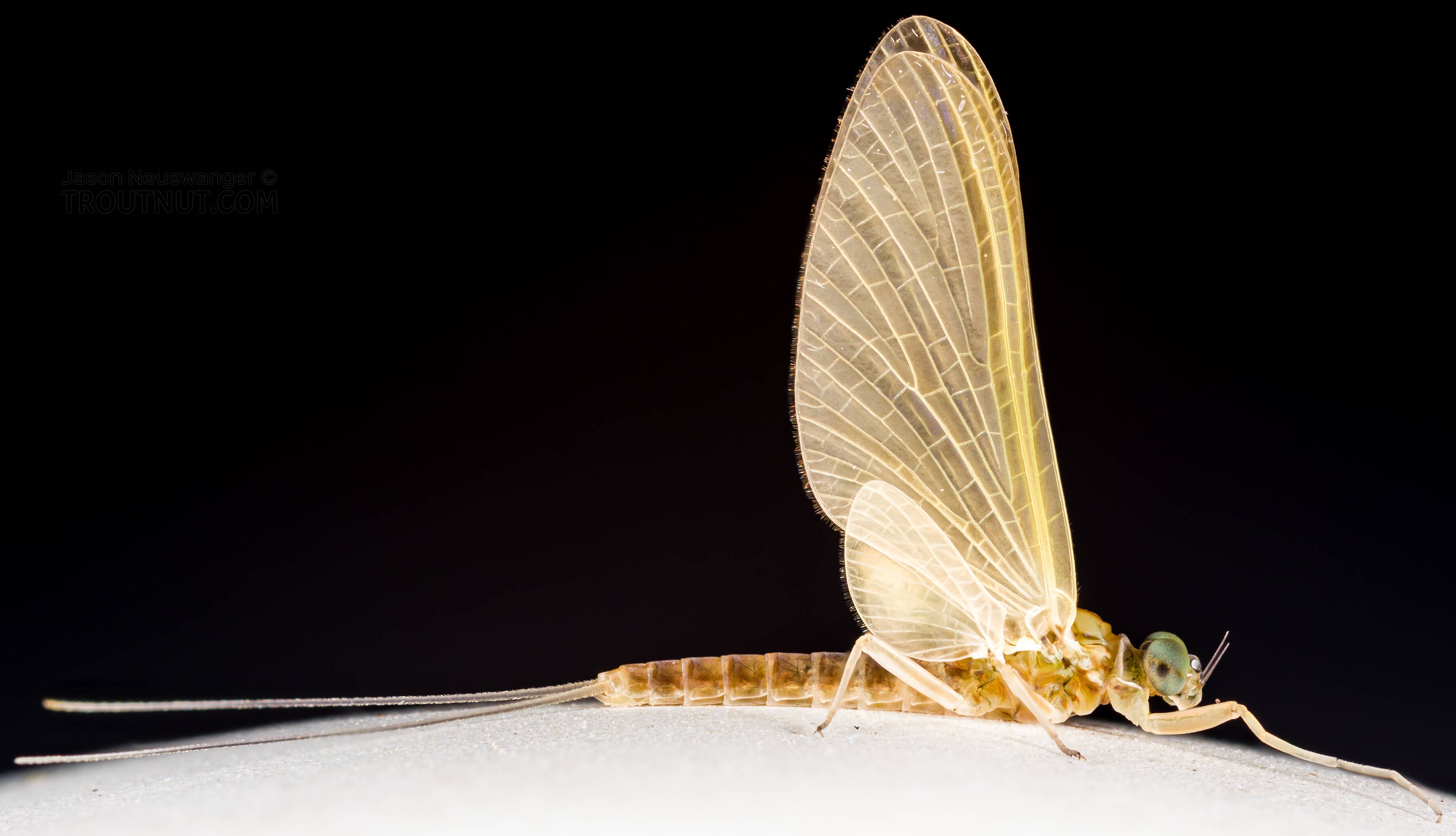 Mayfly Genus Cinygmula (Dark Red Quills)