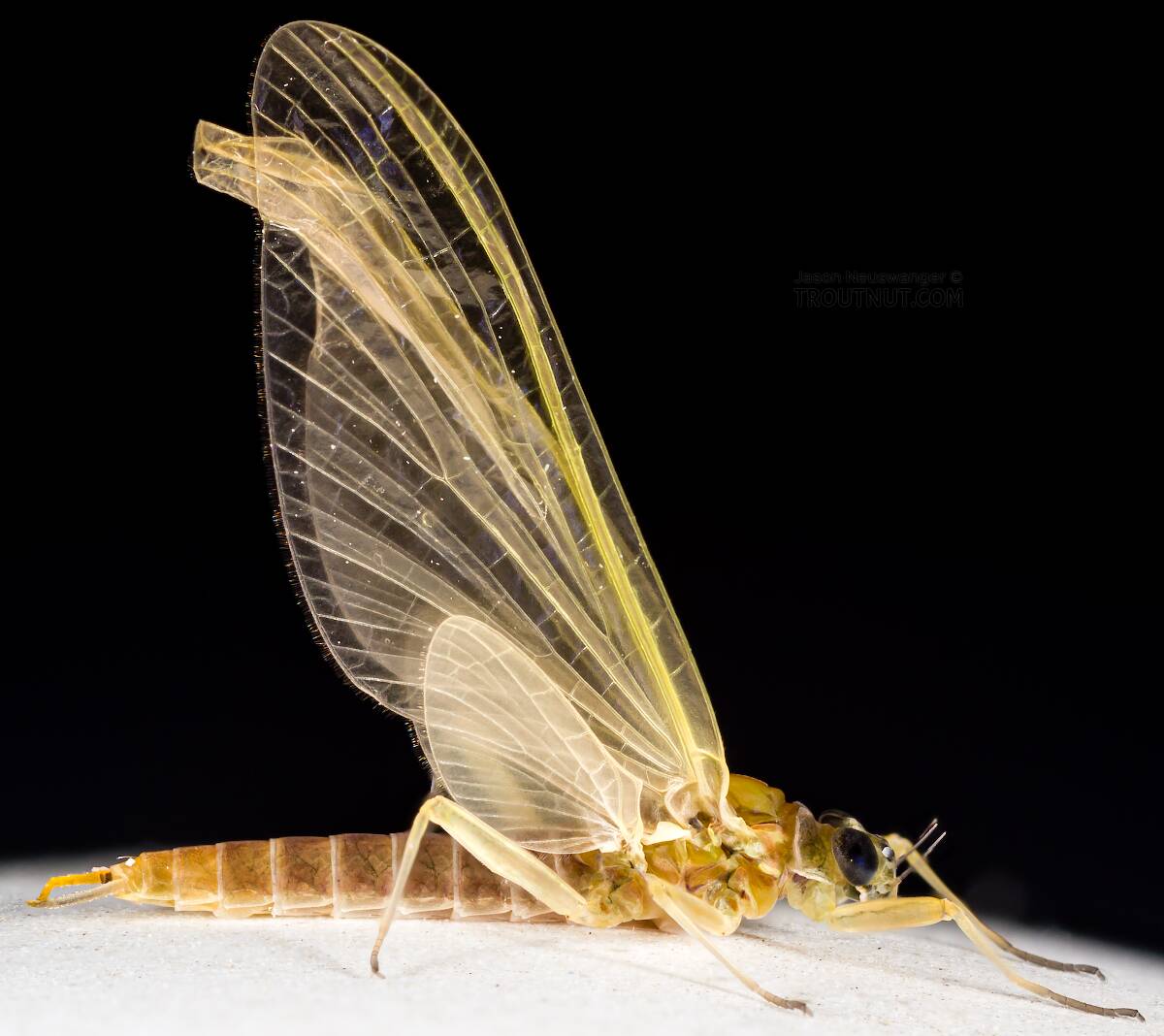 Female Cinygmula tarda Mayfly Dun Pictures