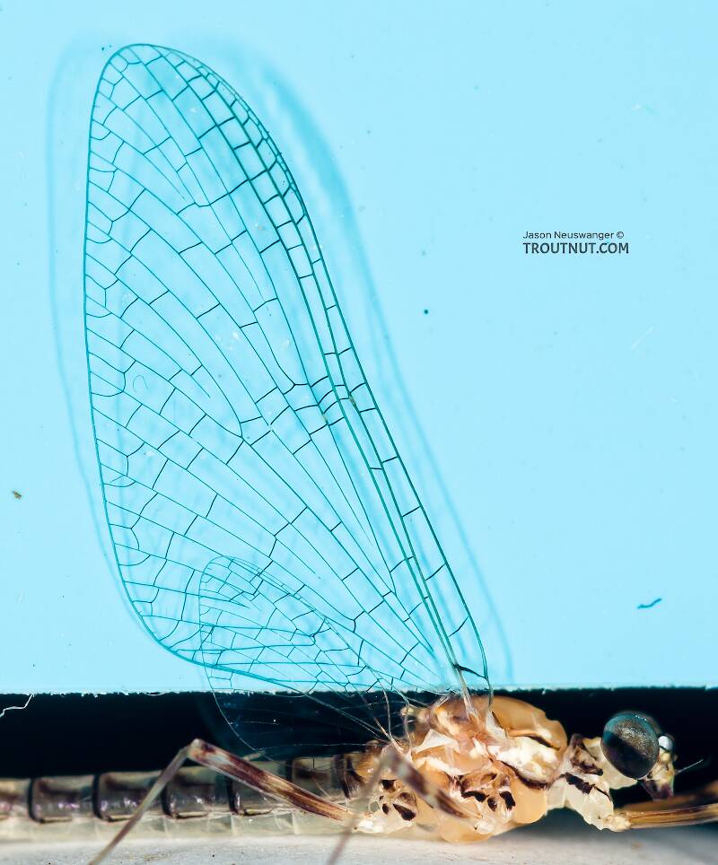 Male Cinygma dimicki (Western Light Cahill) Mayfly Spinner Pictures