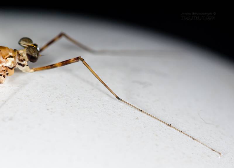 Male Cinygma dimicki (Western Light Cahill) Mayfly Spinner Pictures