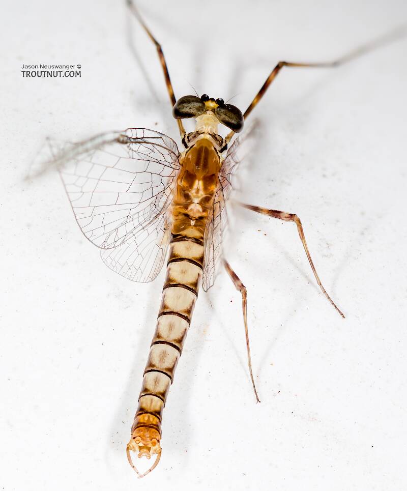 Male Cinygma dimicki (Western Light Cahill) Mayfly Spinner Pictures