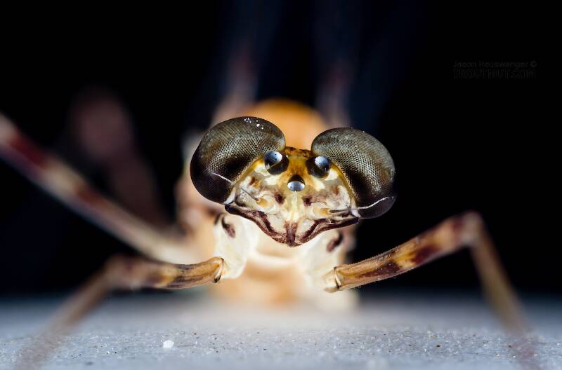 Male Cinygma dimicki (Western Light Cahill) Mayfly Spinner Pictures