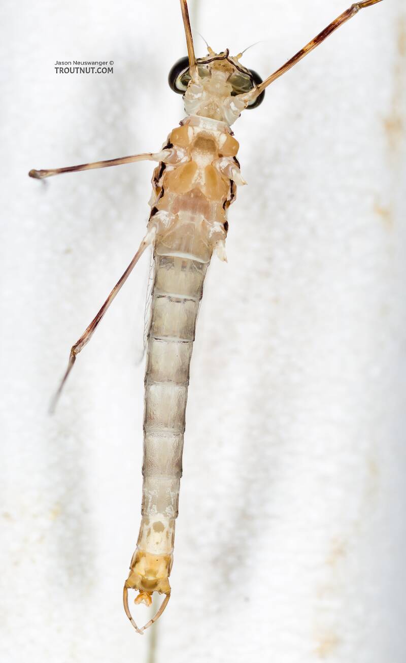 Male Cinygma dimicki (Western Light Cahill) Mayfly Spinner Pictures