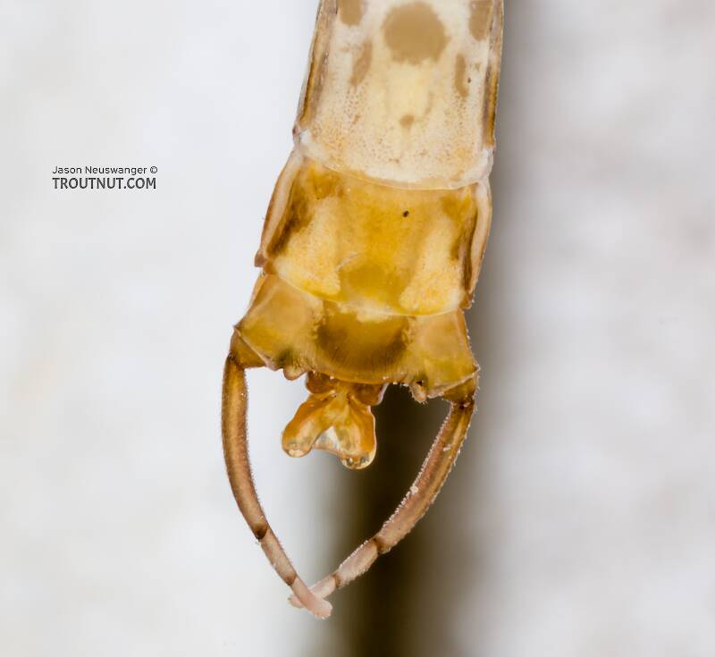 Male Cinygma dimicki (Western Light Cahill) Mayfly Spinner Pictures