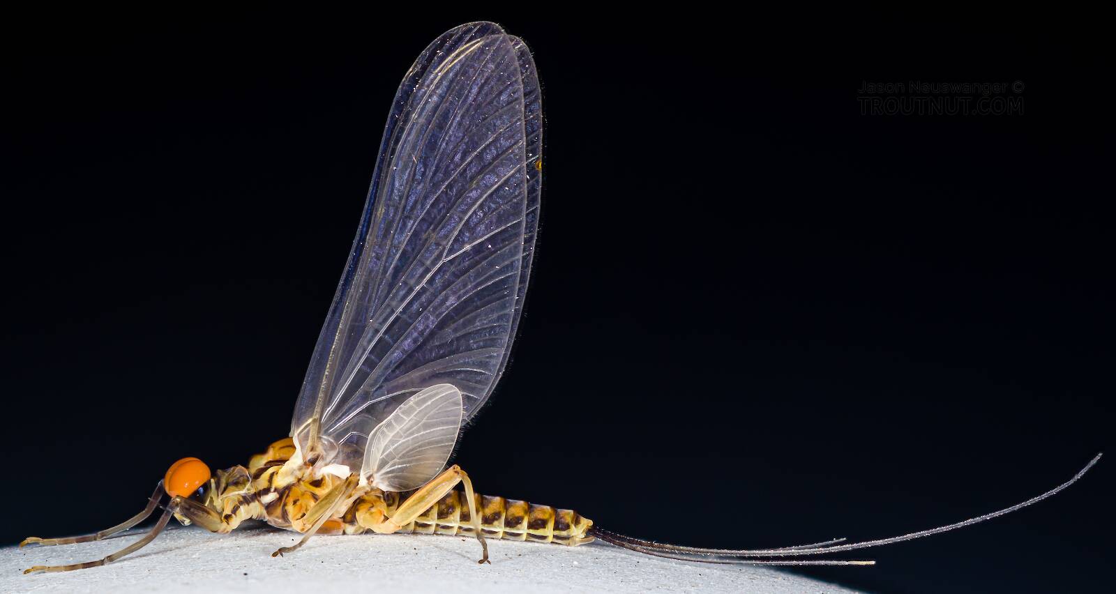 Mayfly Encyclopedia: 4900+ photos, life cycles, & fly fishing hatches
