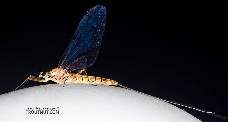 Female Cinygma dimicki (Western Light Cahill) Mayfly Spinner Pictures