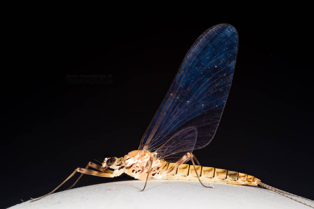 Mayfly Genus Cinygma (Western Light Cahills)