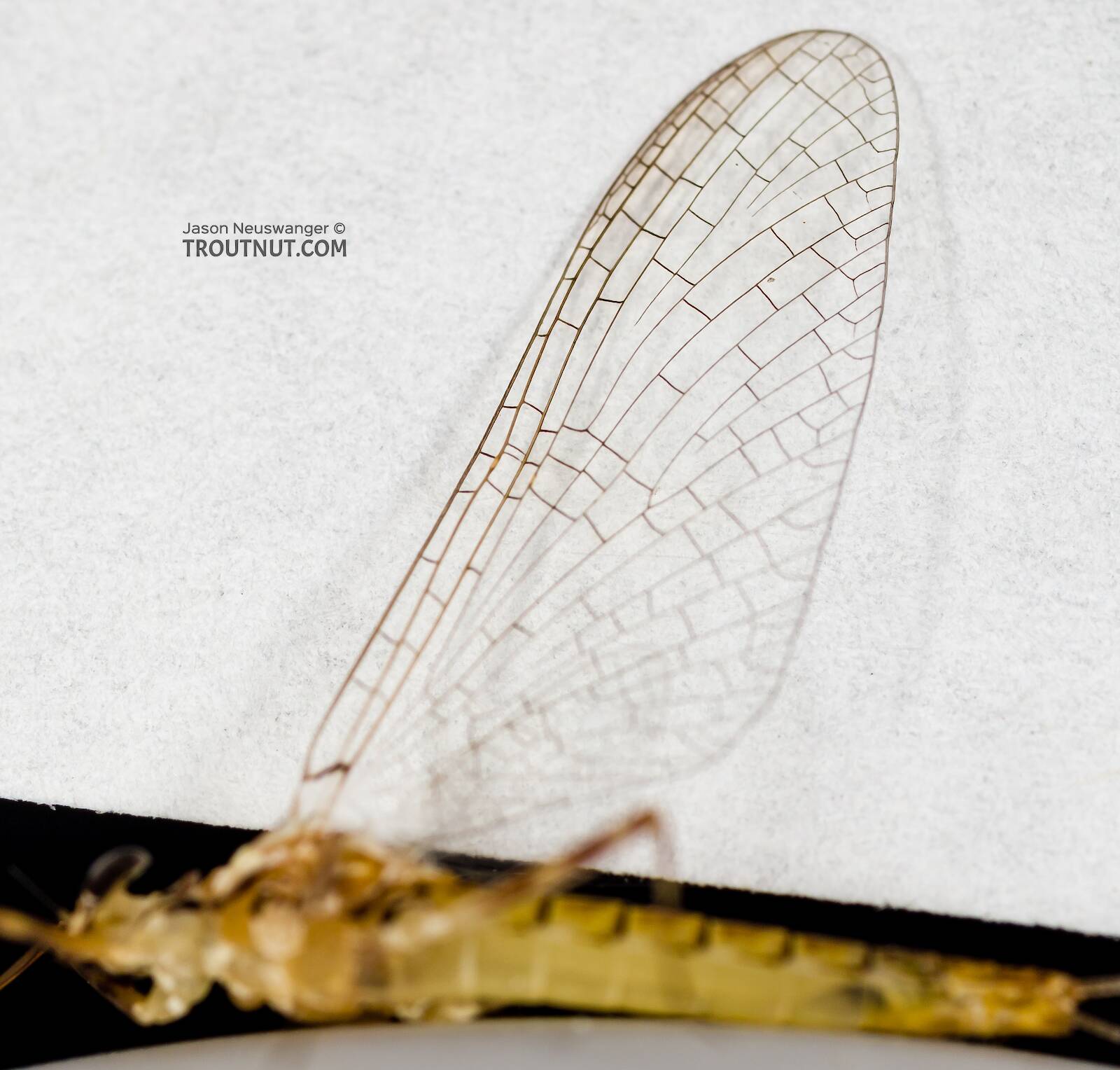 Female Cinygma dimicki (Western Light Cahill) Mayfly Spinner Pictures