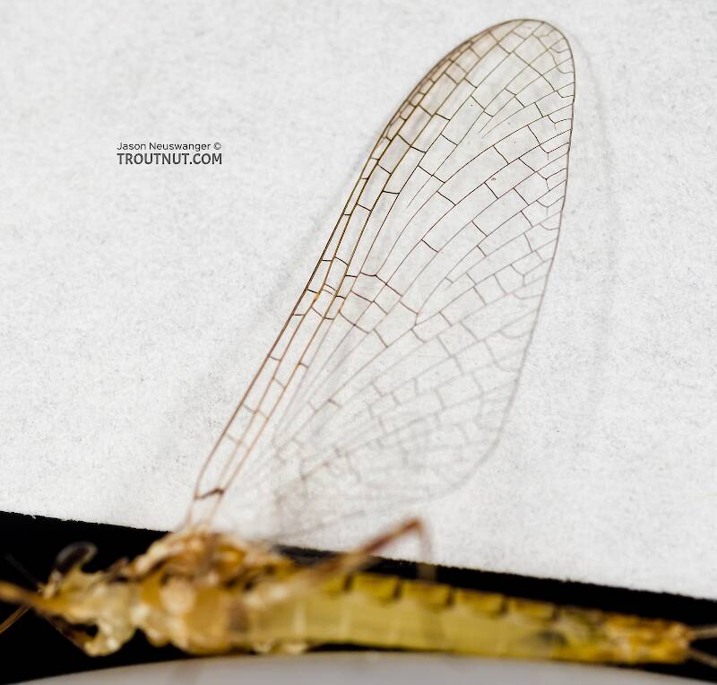 Female Cinygma dimicki (Western Light Cahill) Mayfly Spinner Pictures
