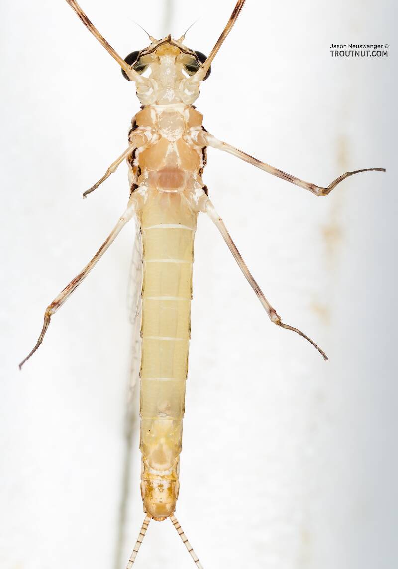 Female Cinygma dimicki (Western Light Cahill) Mayfly Spinner Pictures