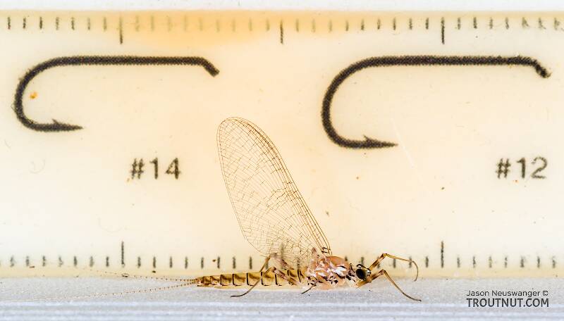 Female Cinygma dimicki (Western Light Cahill) Mayfly Spinner Pictures