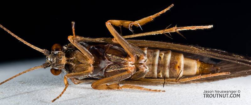 Male Glossosoma (Little Brown Short-horned Sedge) Caddisfly Adult Pictures