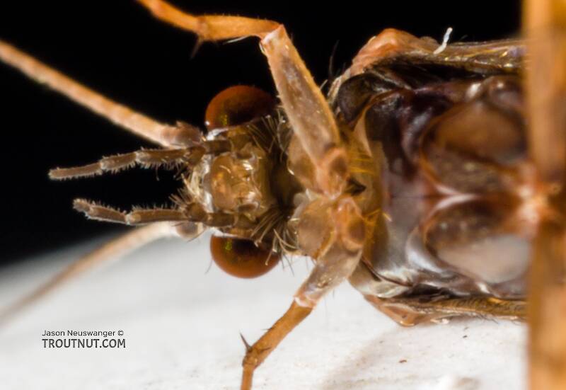 Male Glossosoma (Little Brown Short-horned Sedge) Caddisfly Adult Pictures