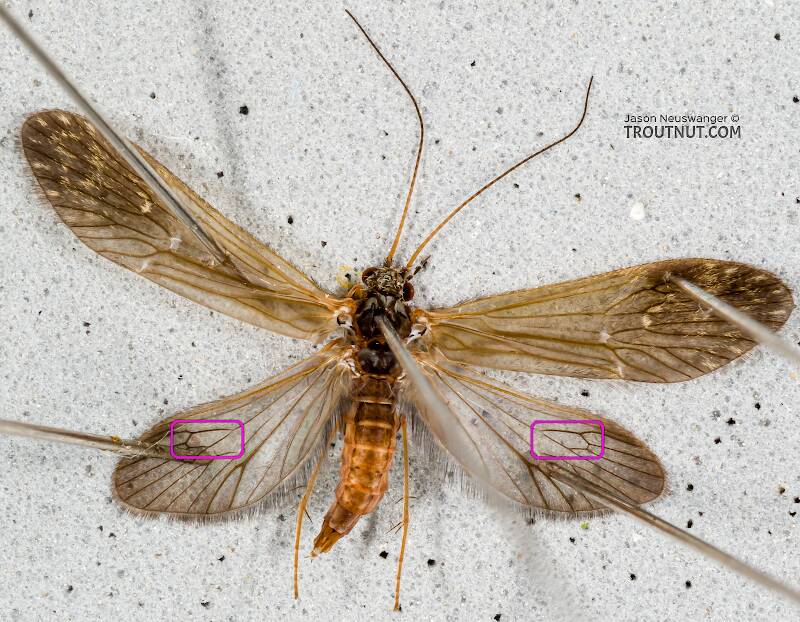 Male Glossosoma (Little Brown Short-horned Sedge) Caddisfly Adult Pictures
