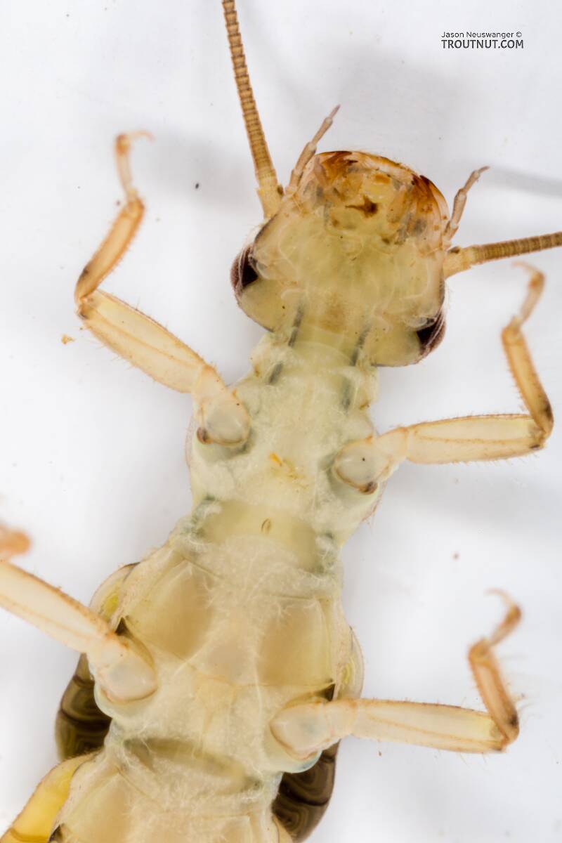 Cultus tostonus (Springfly) Stonefly Nymph Pictures