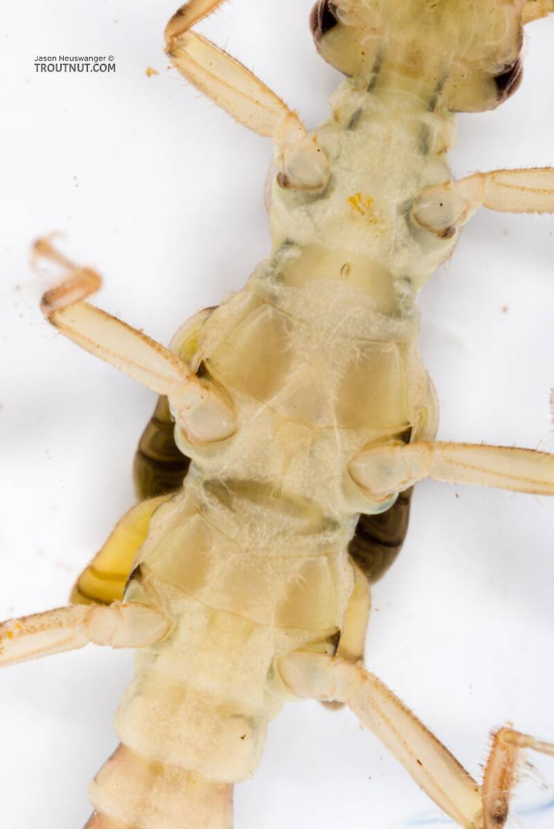 Cultus tostonus (Springfly) Stonefly Nymph Pictures