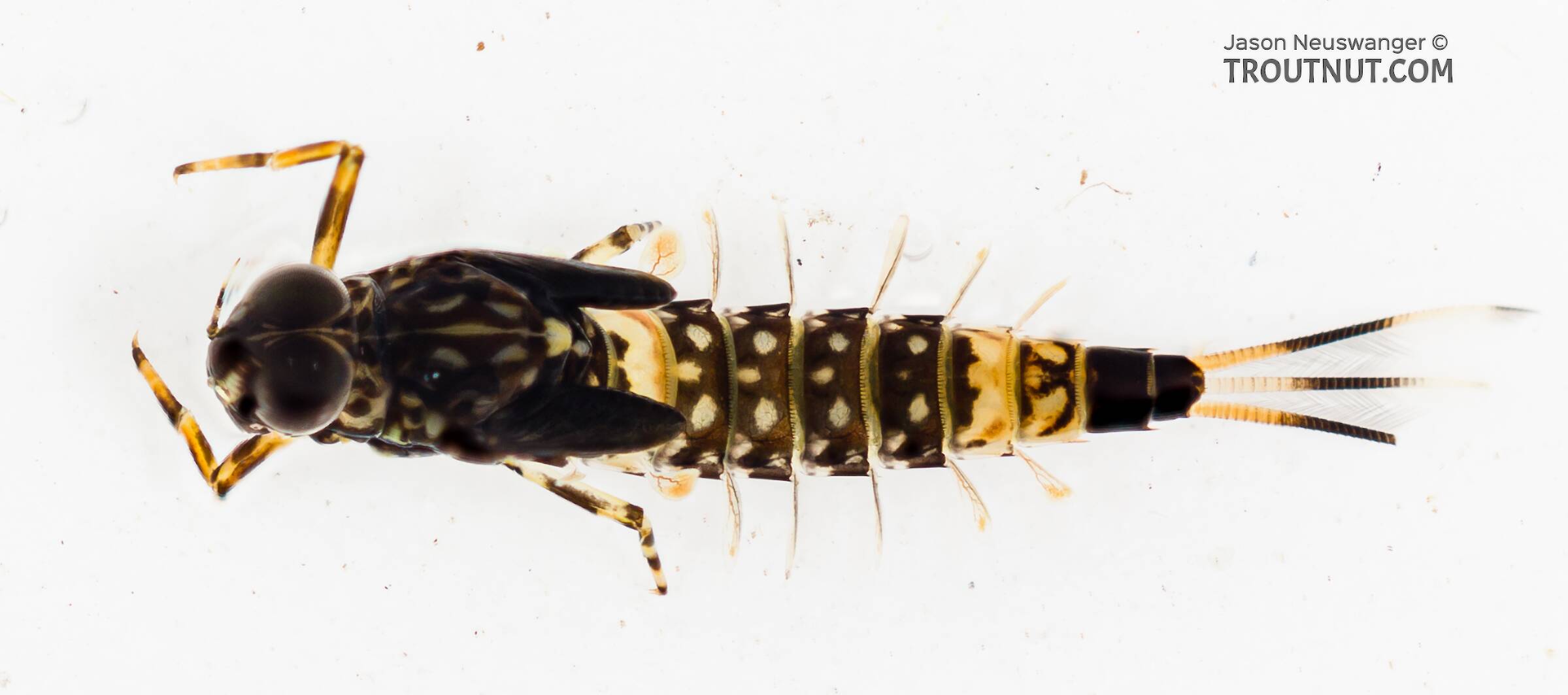 Identification: Easy Angler's Key to Common Mayfly Nymphs