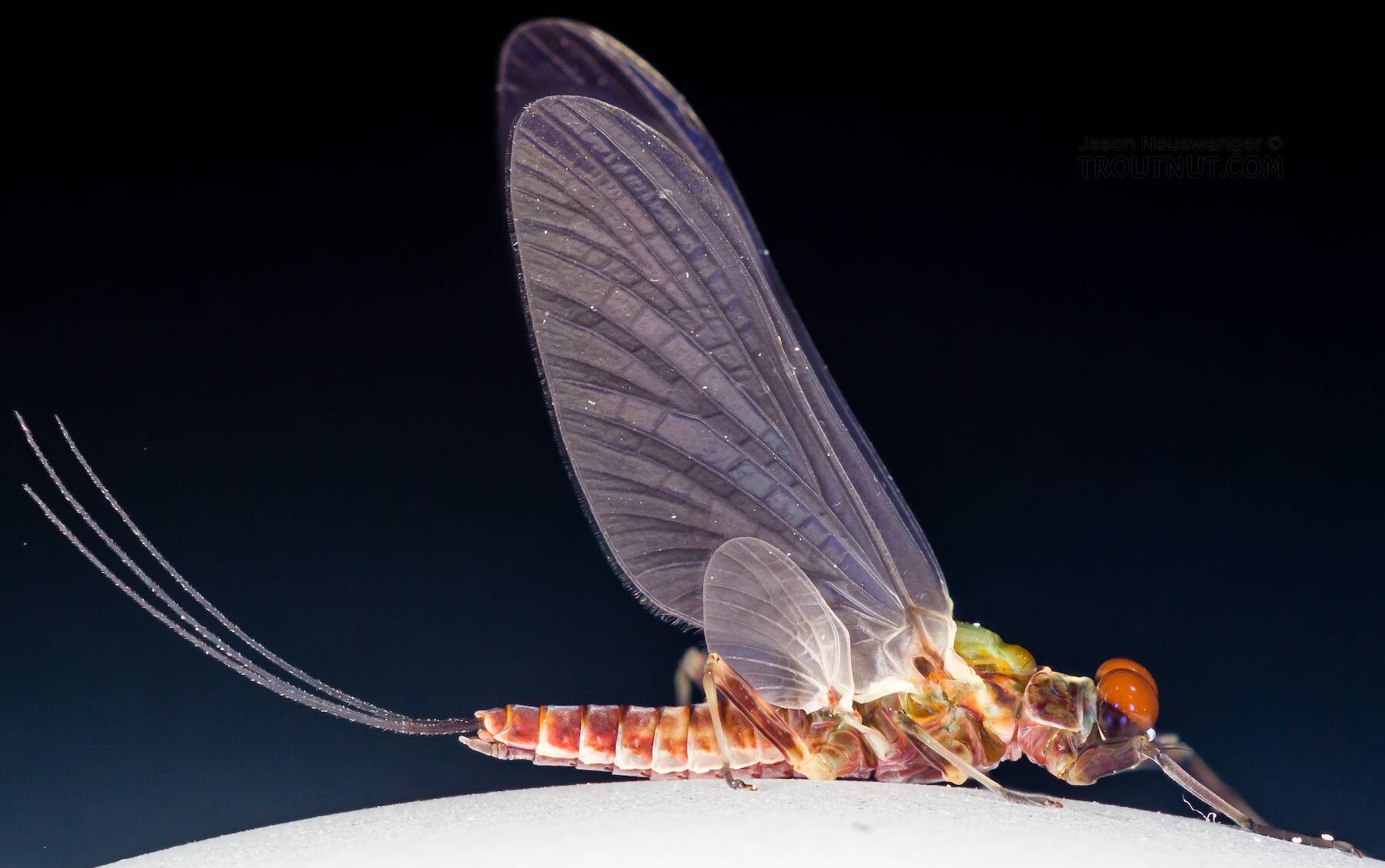 Mayfly Genus Drunella (Blue-Winged Olives)