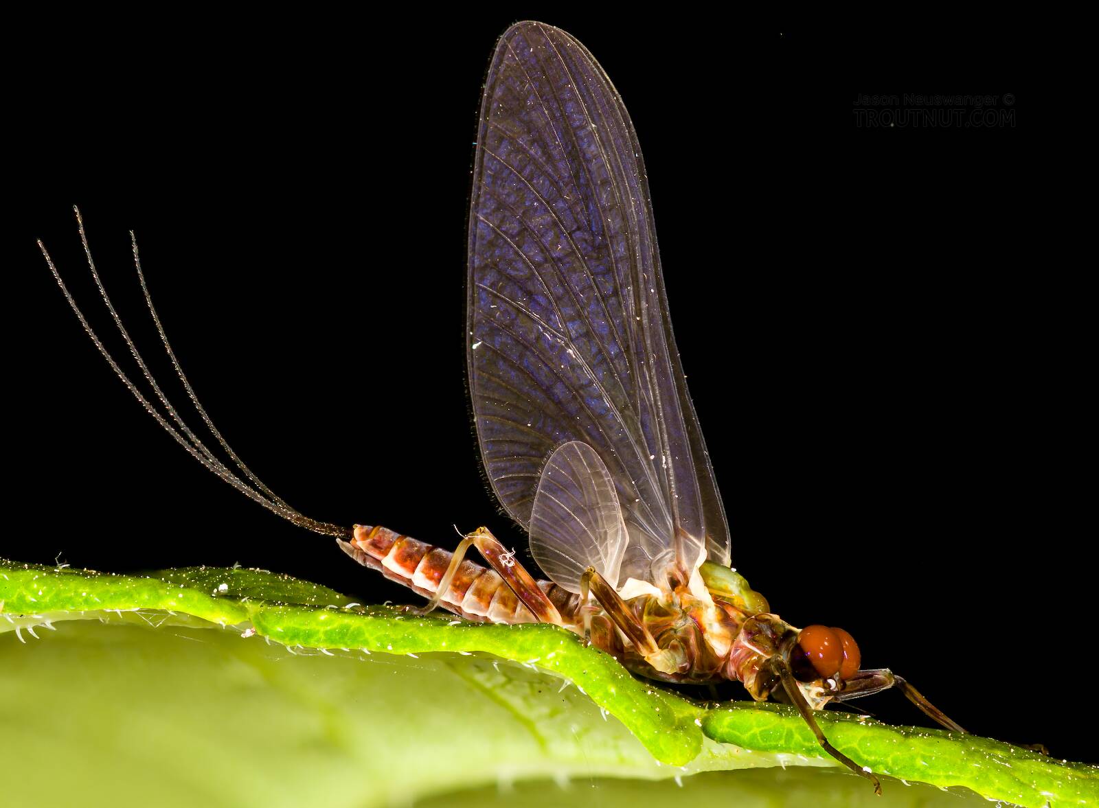 Male Drunella flavilinea (Flav) Mayfly Dun Pictures