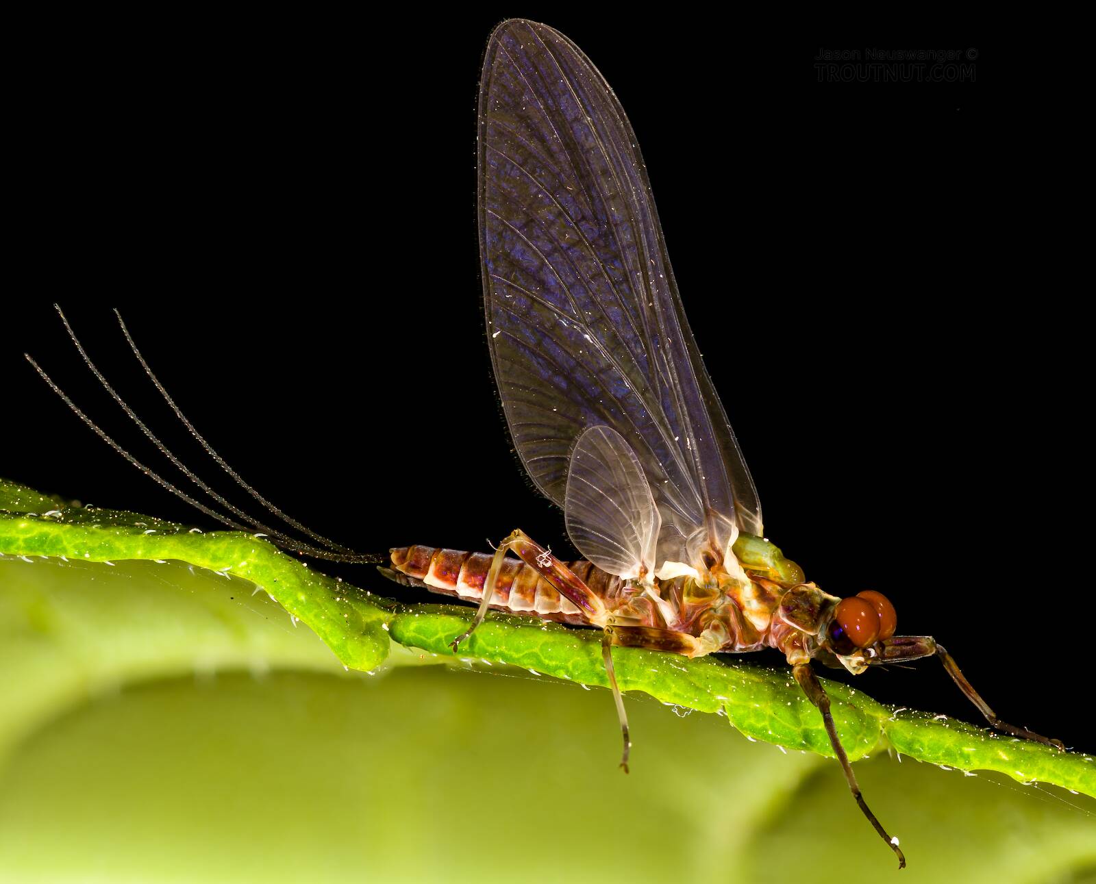 Mayfly Genus Isonychia (Slate Drakes)