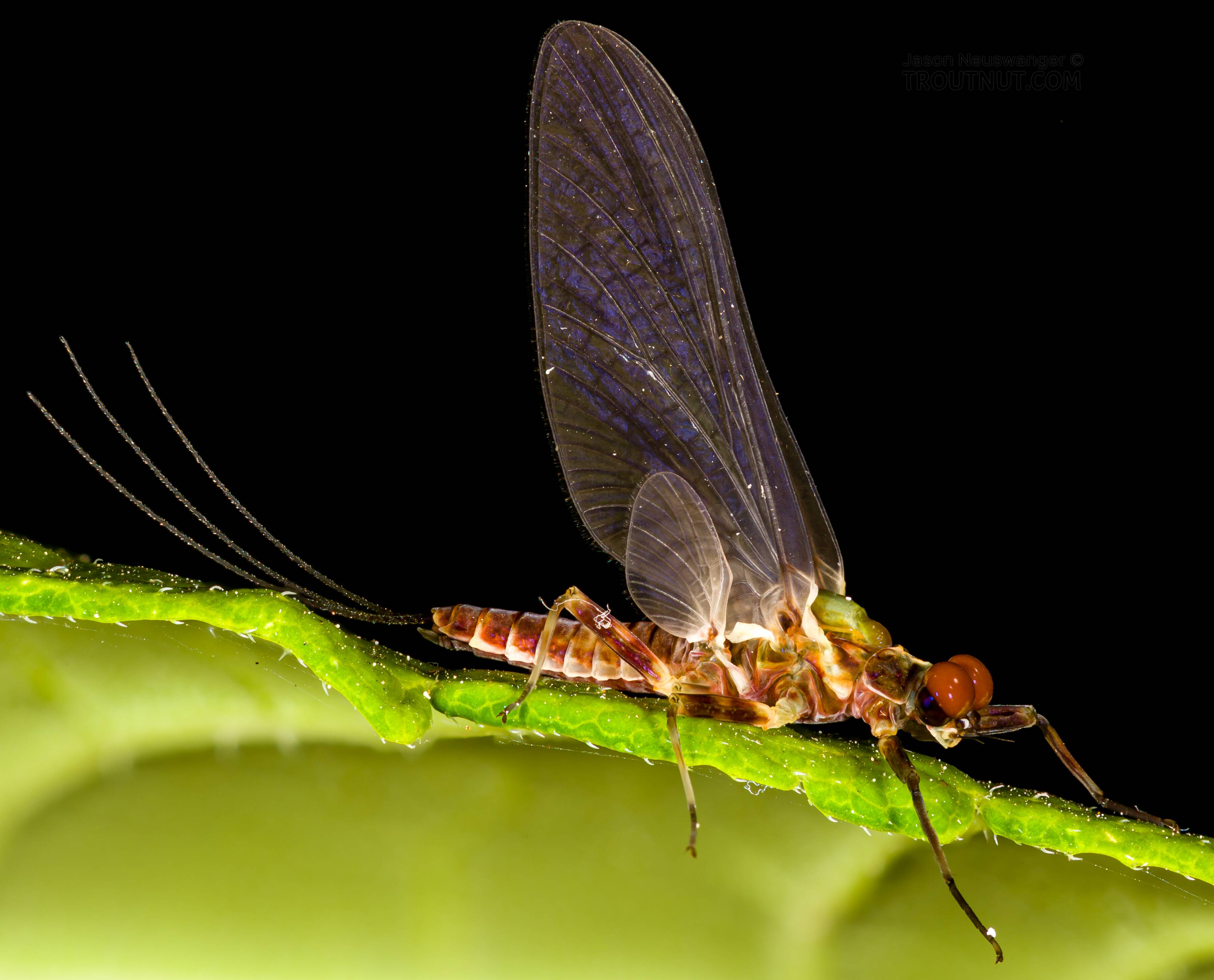 Mayfly Encyclopedia: 4900+ photos, life cycles, & fly fishing hatches