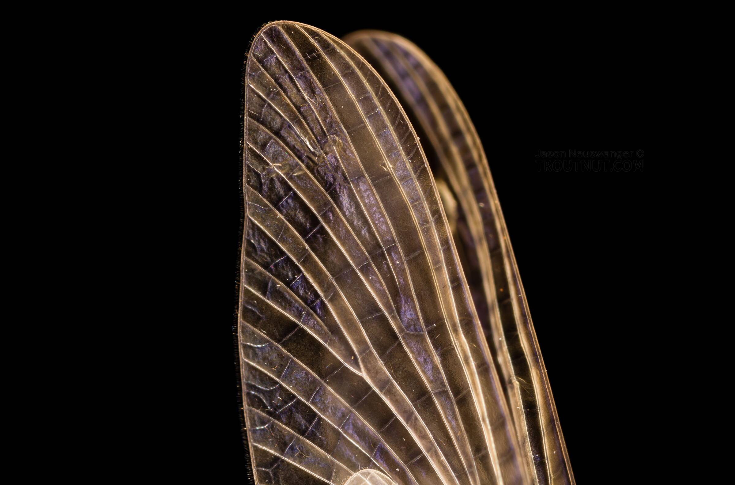 Male Epeorus albertae (Pink Lady) Mayfly Dun Pictures