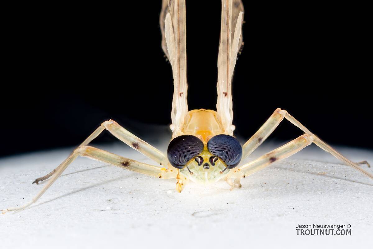 Male Epeorus albertae (Pink Lady) Mayfly Dun Pictures