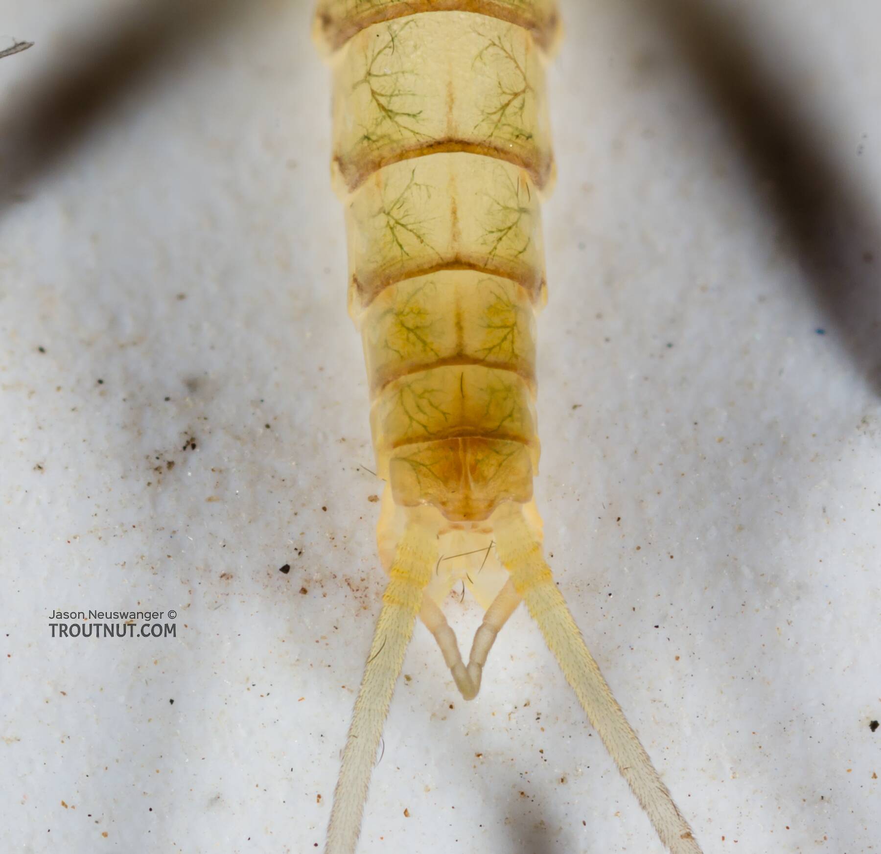 Male Epeorus albertae (Pink Lady) Mayfly Dun Pictures