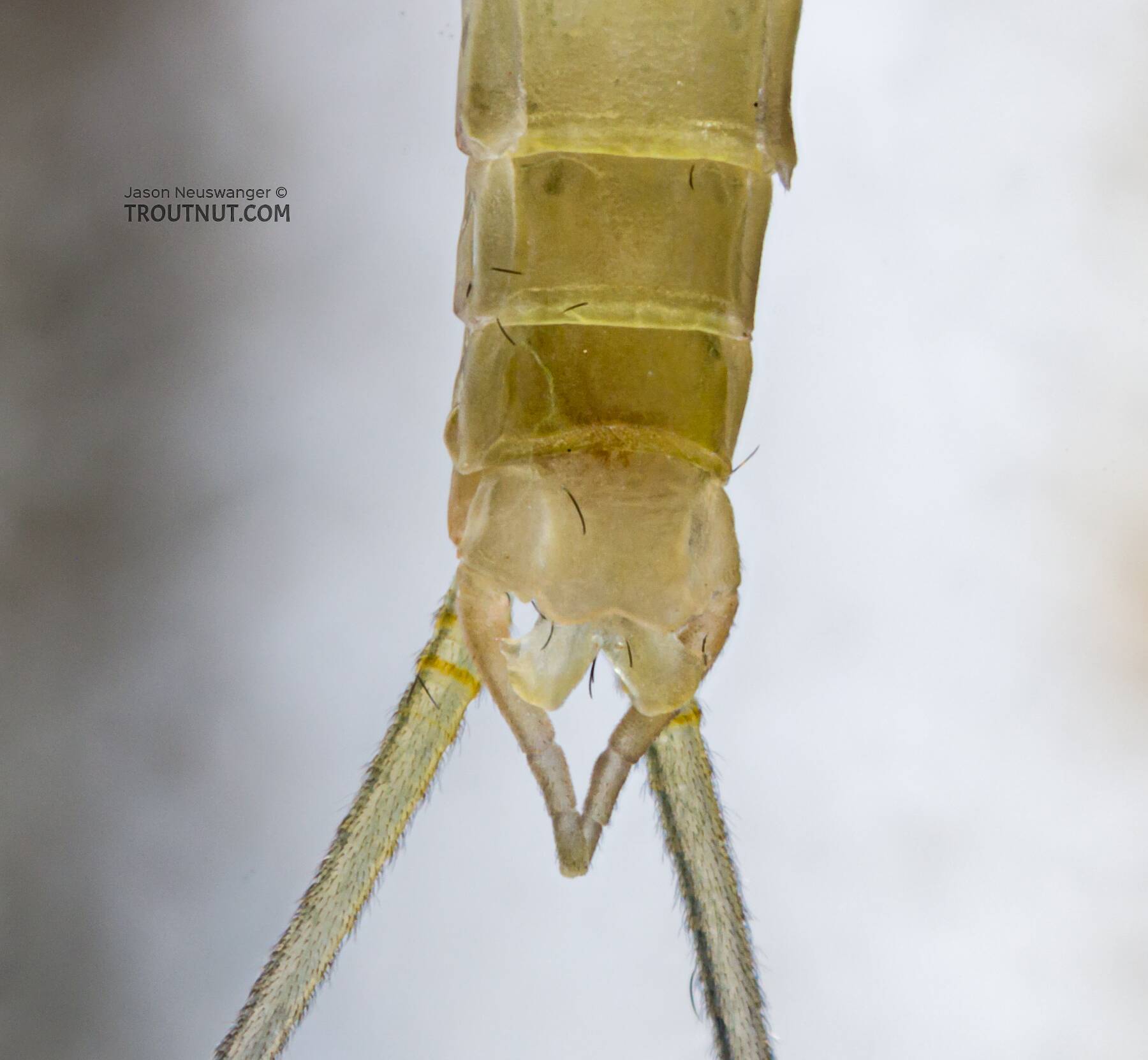 Male Epeorus albertae (Pink Lady) Mayfly Dun Pictures