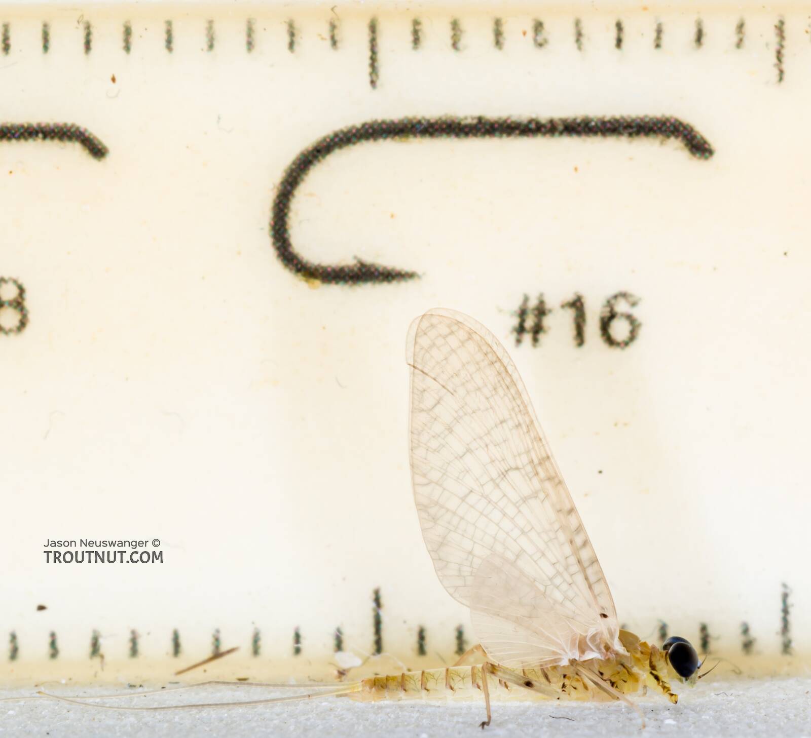 Male Epeorus albertae (Pink Lady) Mayfly Dun Pictures