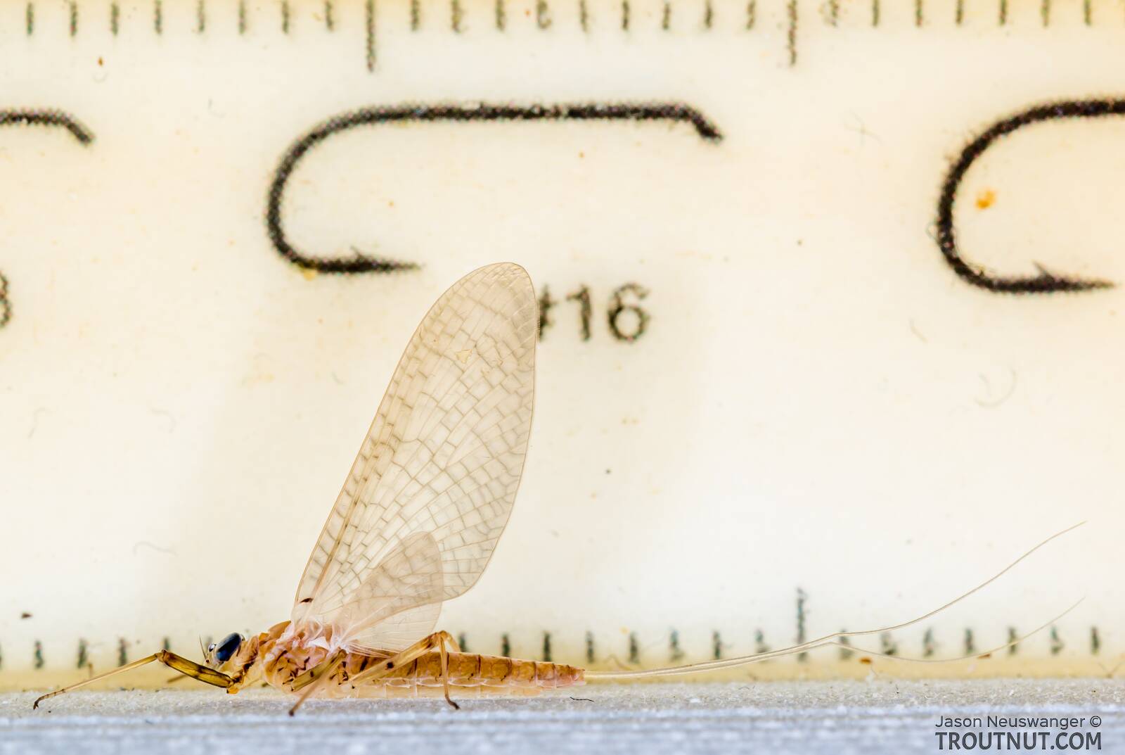 Female Epeorus albertae (Pink Lady) Mayfly Dun Pictures