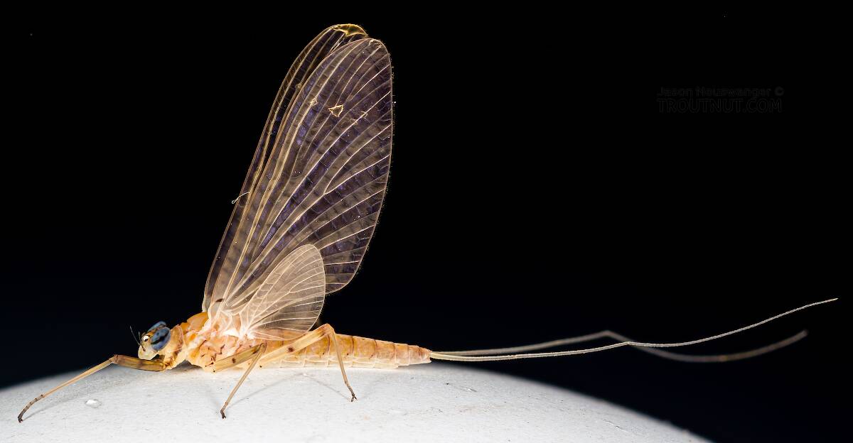 Female Epeorus albertae (Pink Lady) Mayfly Dun Pictures