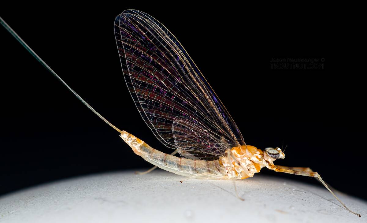 Female Epeorus albertae (Pink Lady) Mayfly Spinner Pictures