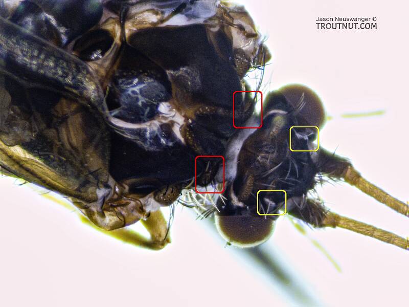 Male Glossosoma (Little Brown Short-horned Sedge) Caddisfly Adult Pictures