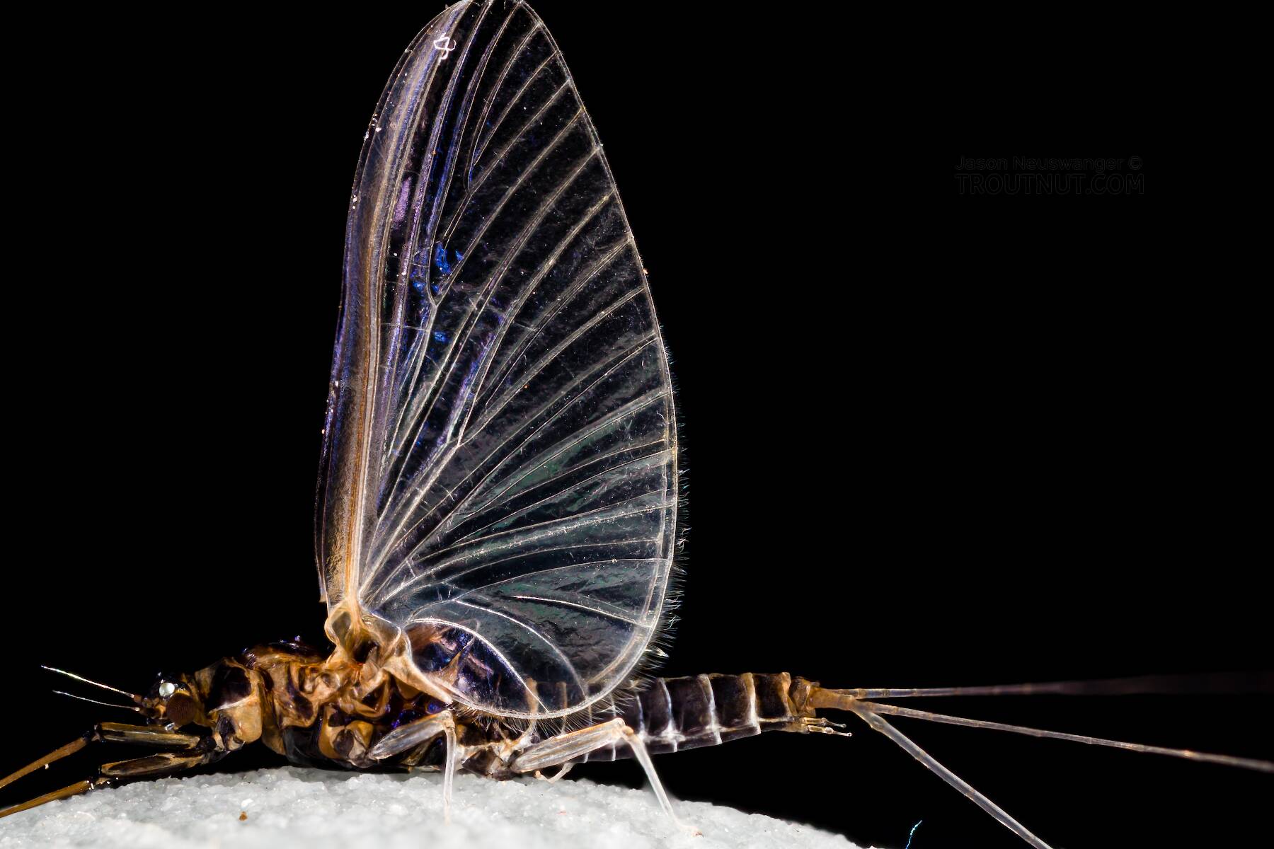 Mayfly Genus Baetis (Blue-Winged Olives)