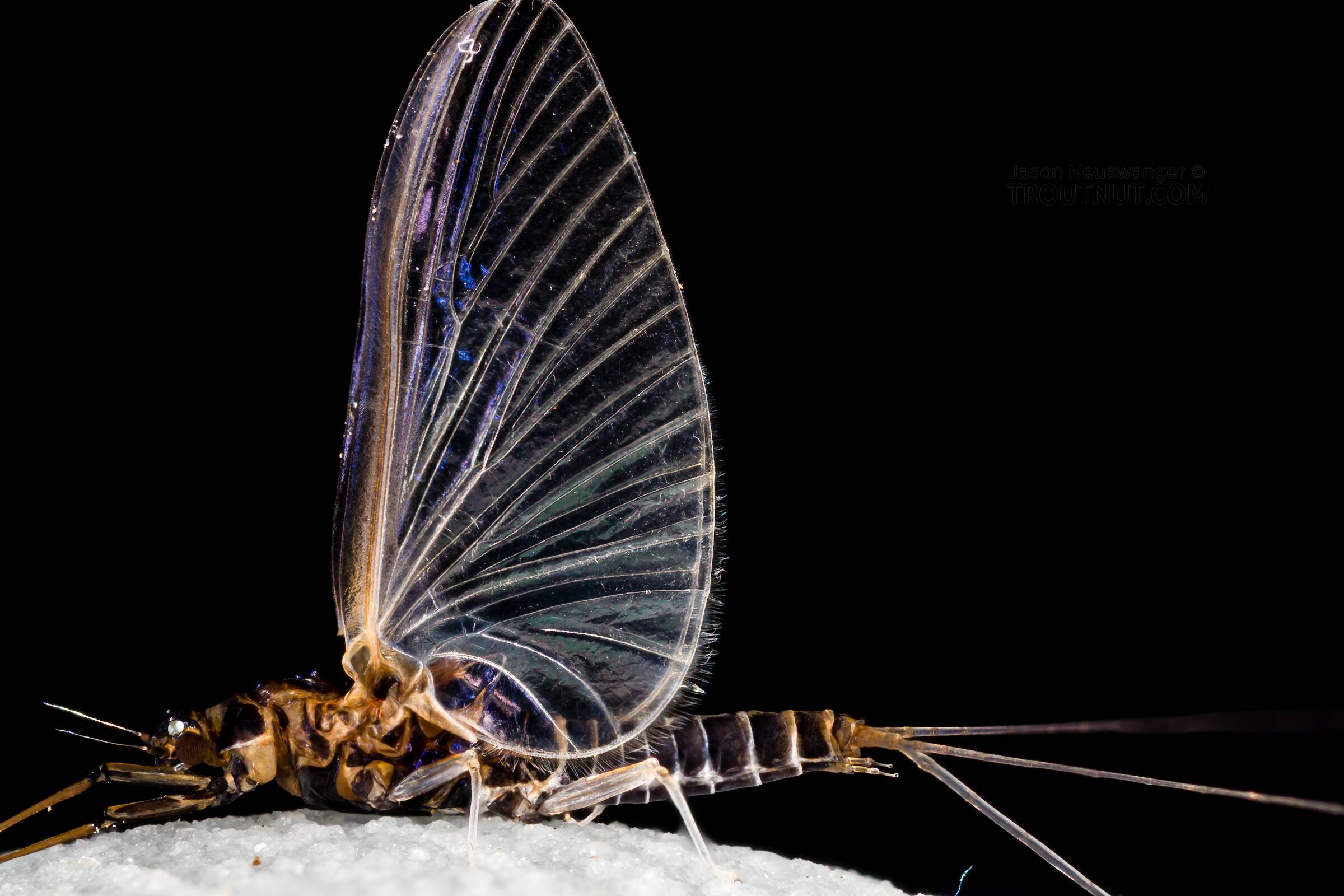 Mayfly Genus Tricorythodes (Tricos)