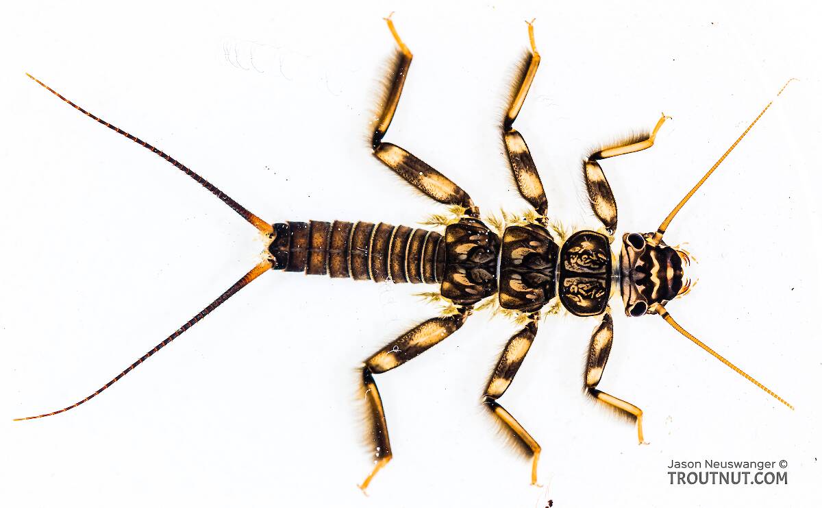 Claassenia sabulosa (Golden Stone) Stonefly Nymph Pictures