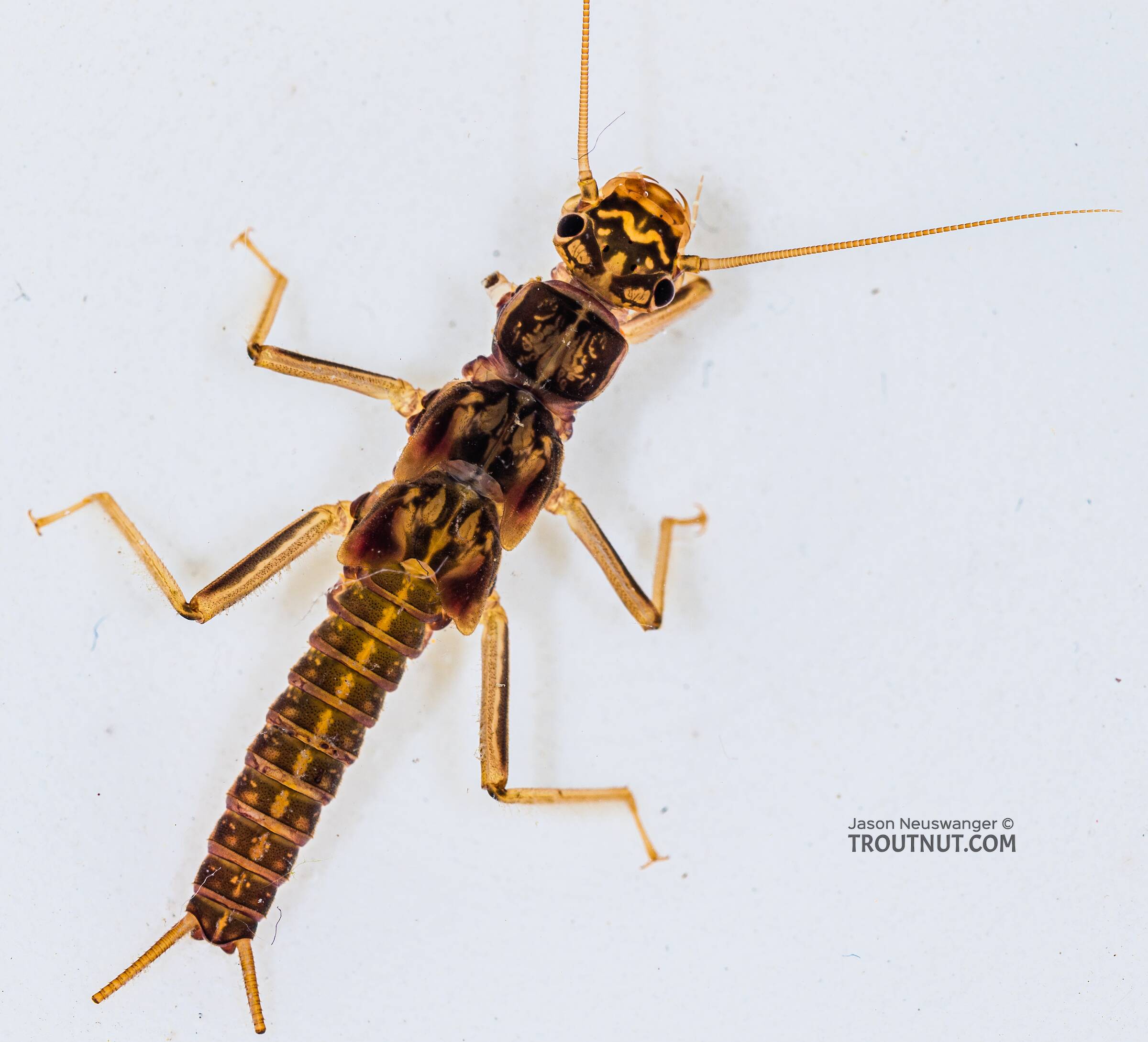 Stonefly Genus Skwala (Large Springflies)
